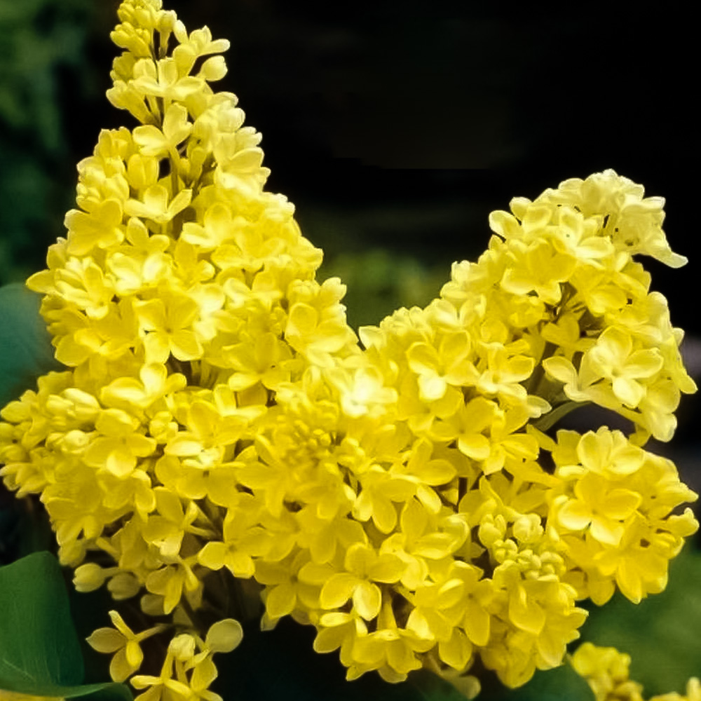 Liliac – Galben – Pepiniera Melanisa – Horia, Neamt