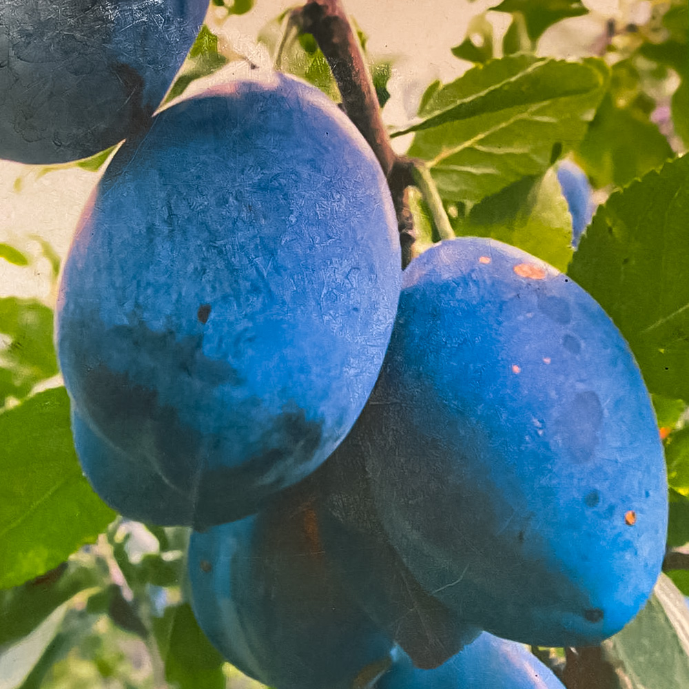 Prun – Vengherca – soi tarziu – Pepiniera Melanisa – Horia, Neamt